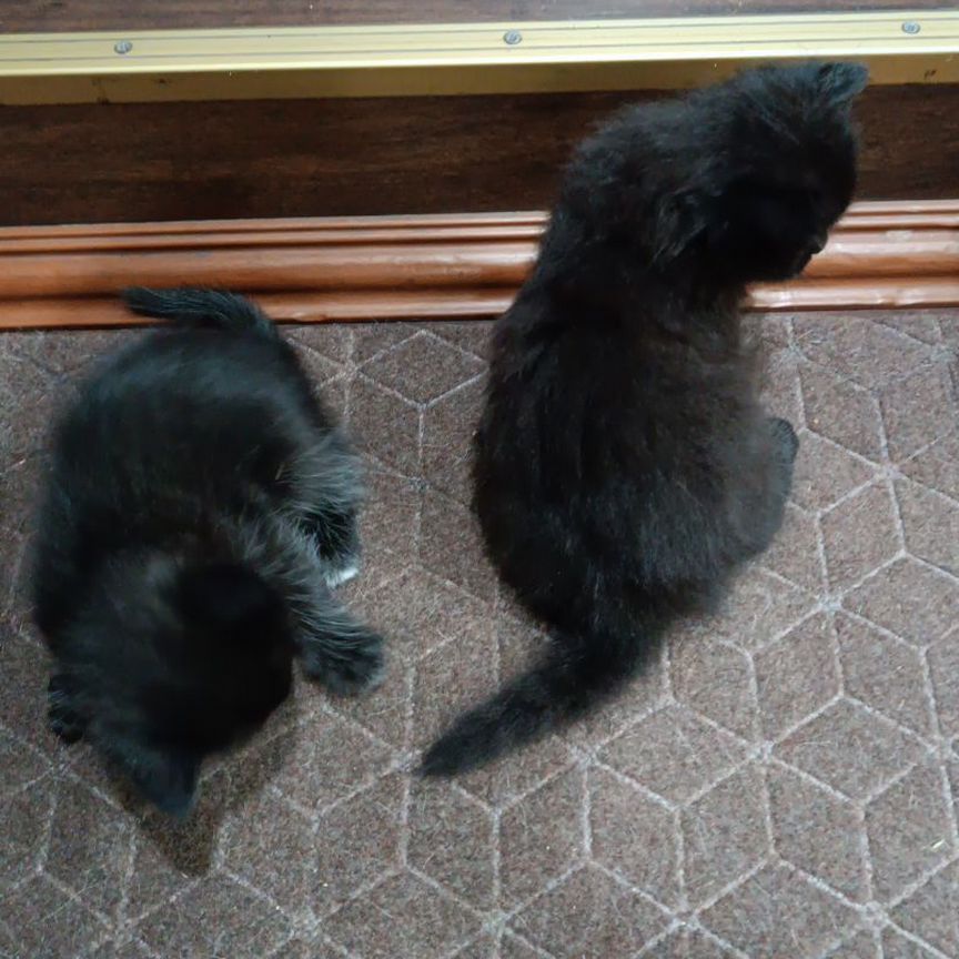 Котята в добрые руки бесплатно
