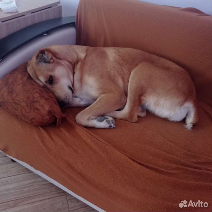 Ищет кавалера