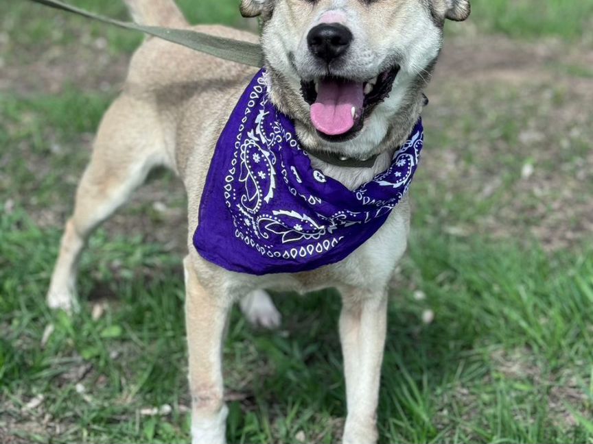 Бренди собака из приюта в поисках семьи