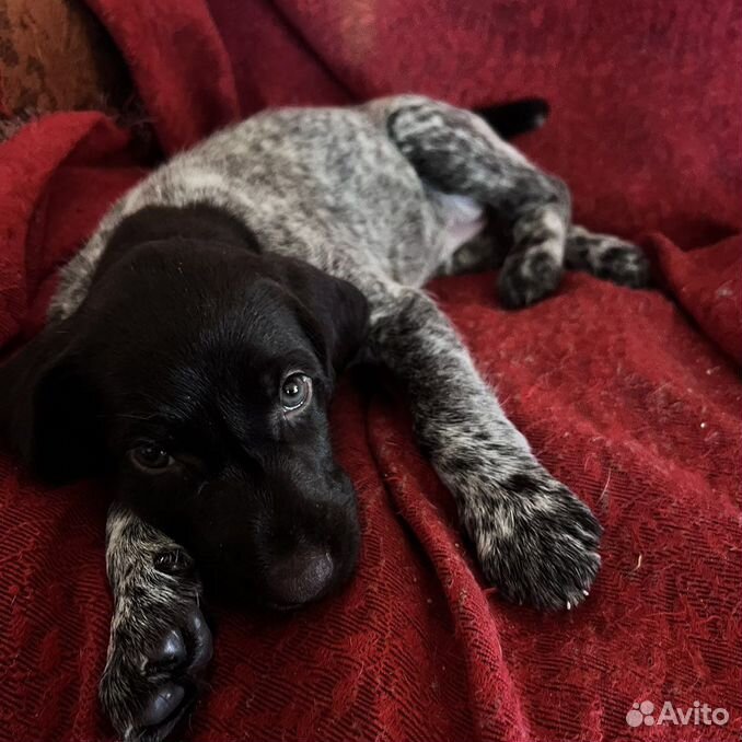 Отдам щенков Курцхаара бесплатно