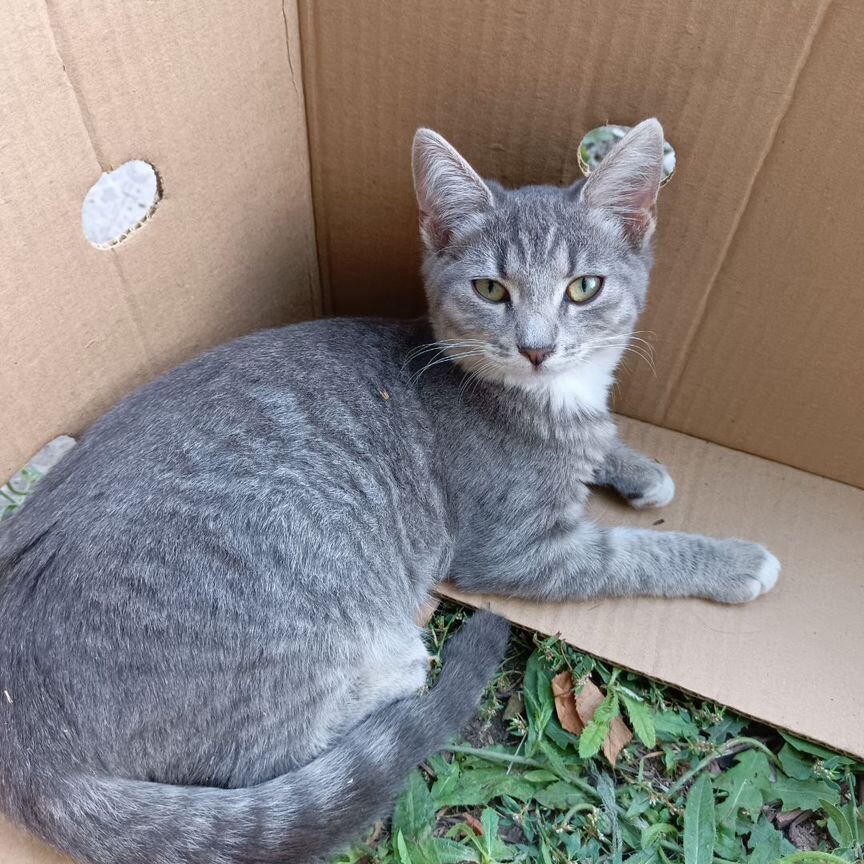 Котики бесплатно