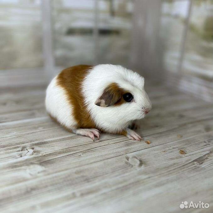 Морские свинки крестед