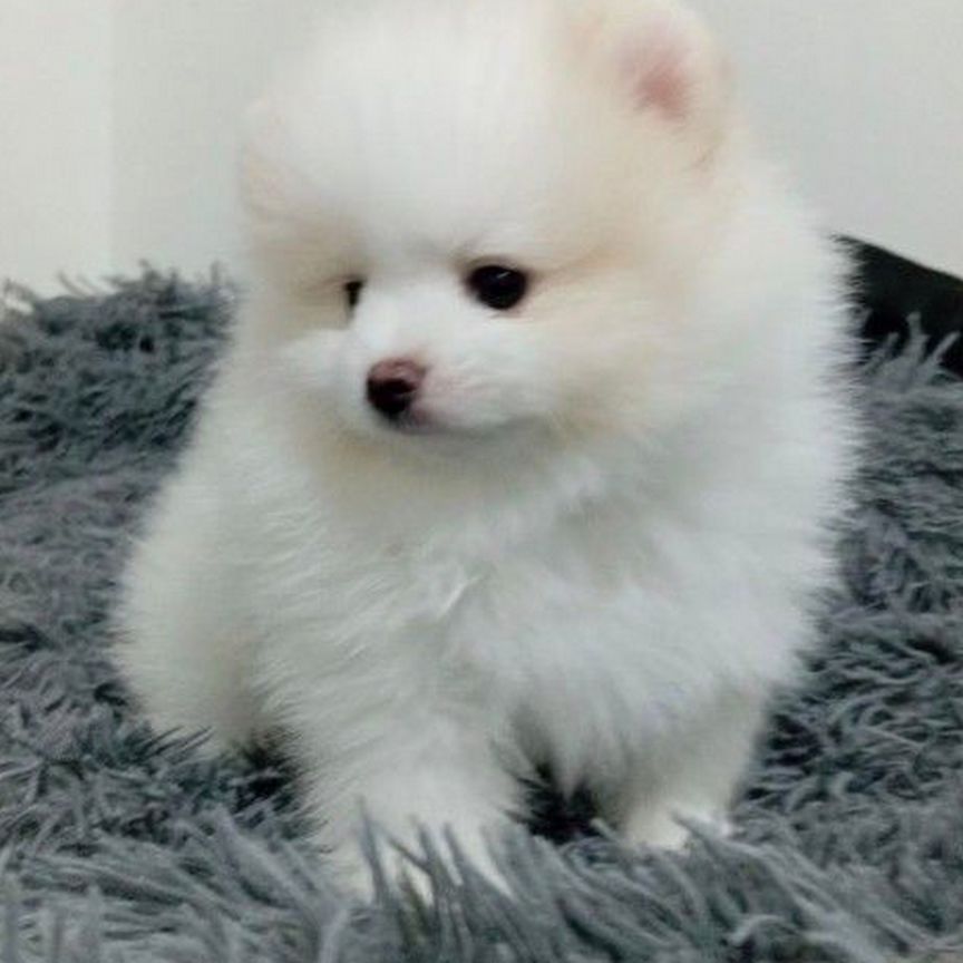 Померанский шпиц, щенок