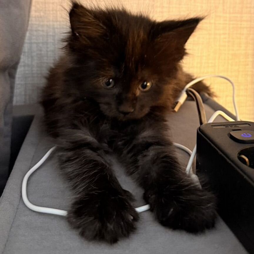 Мейн-кун котёнок