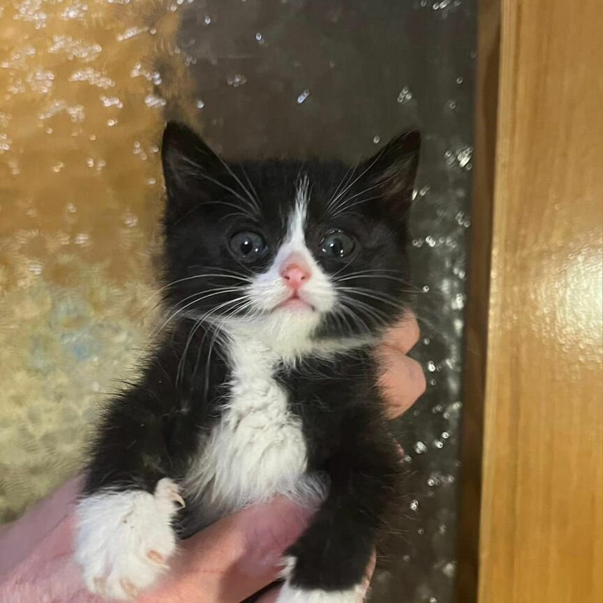 Красотка Муся 2 мес