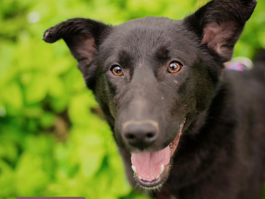 Щенок в добрые руки отдам бесплатно