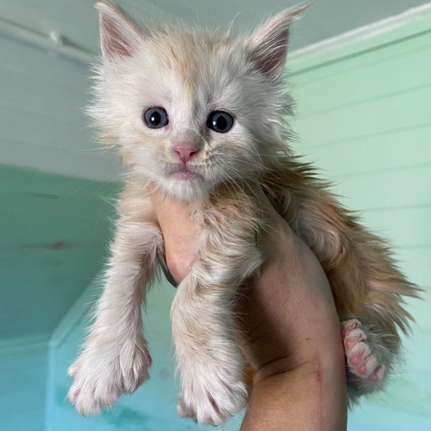 Девочка мейн-кун полидакт