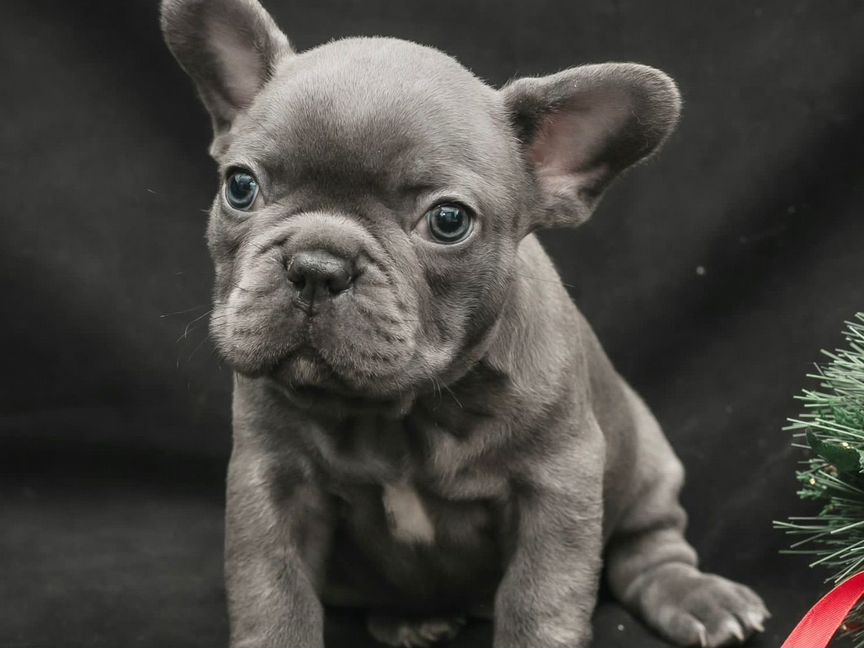 Французский бульдог щенки мини