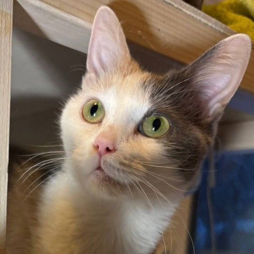 Взрослая, кошка в добрые руки