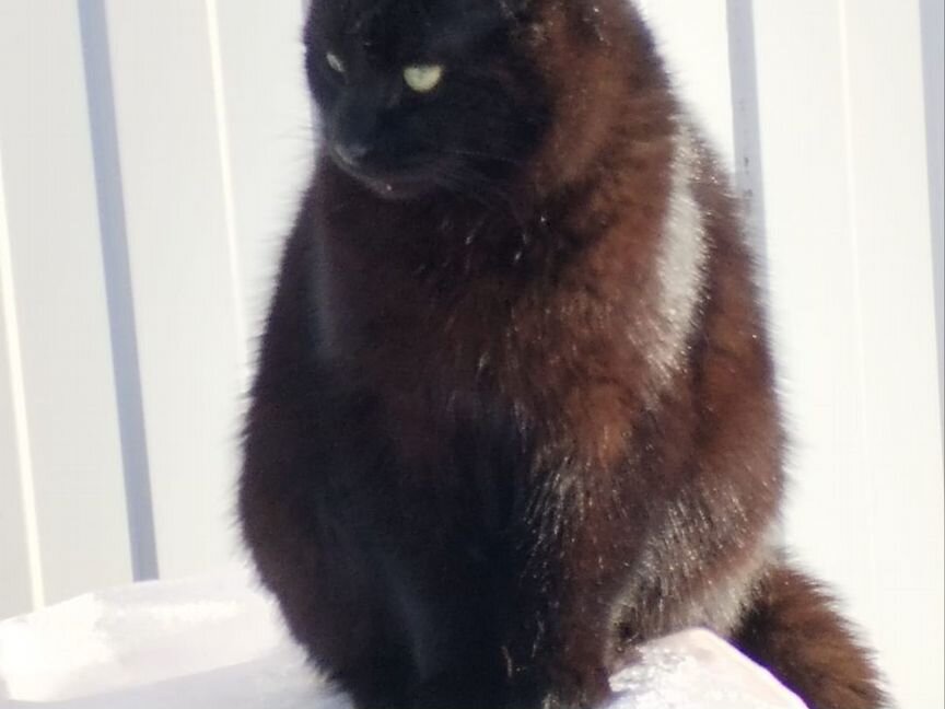 Котик ищет своего хозяина