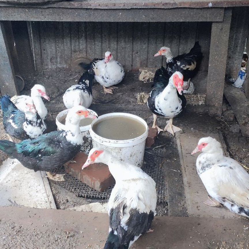 Продам индоуток на разведение