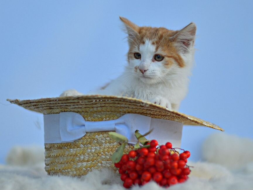 Котята милахи