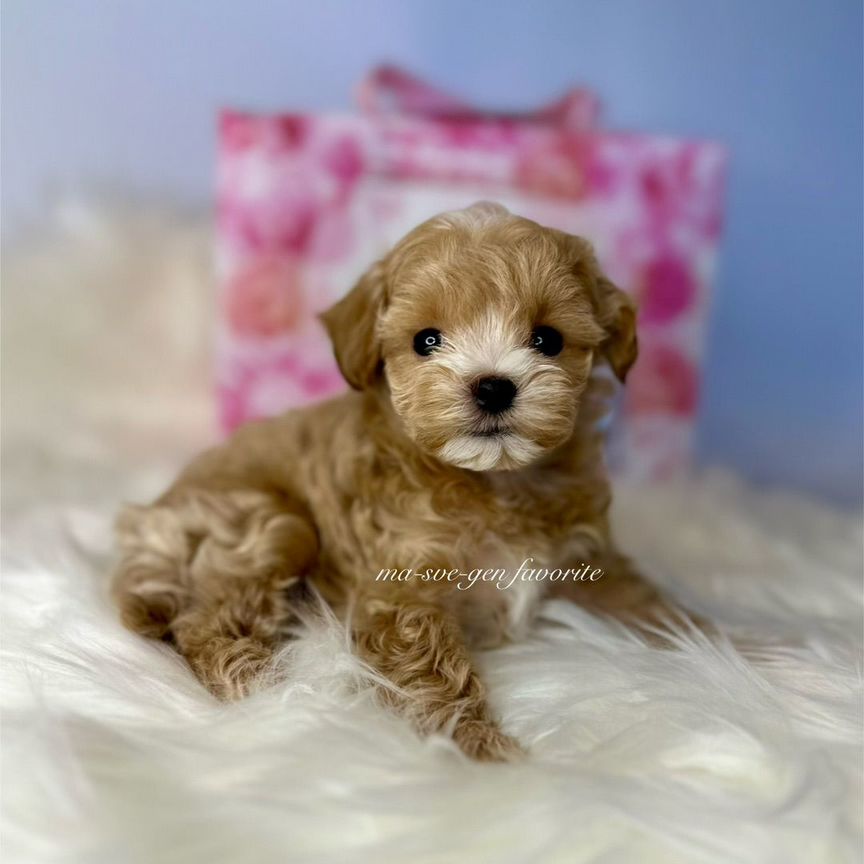 Мальтипу Ф1 мини малычик