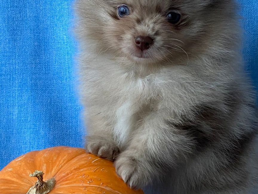 Щенок шпица