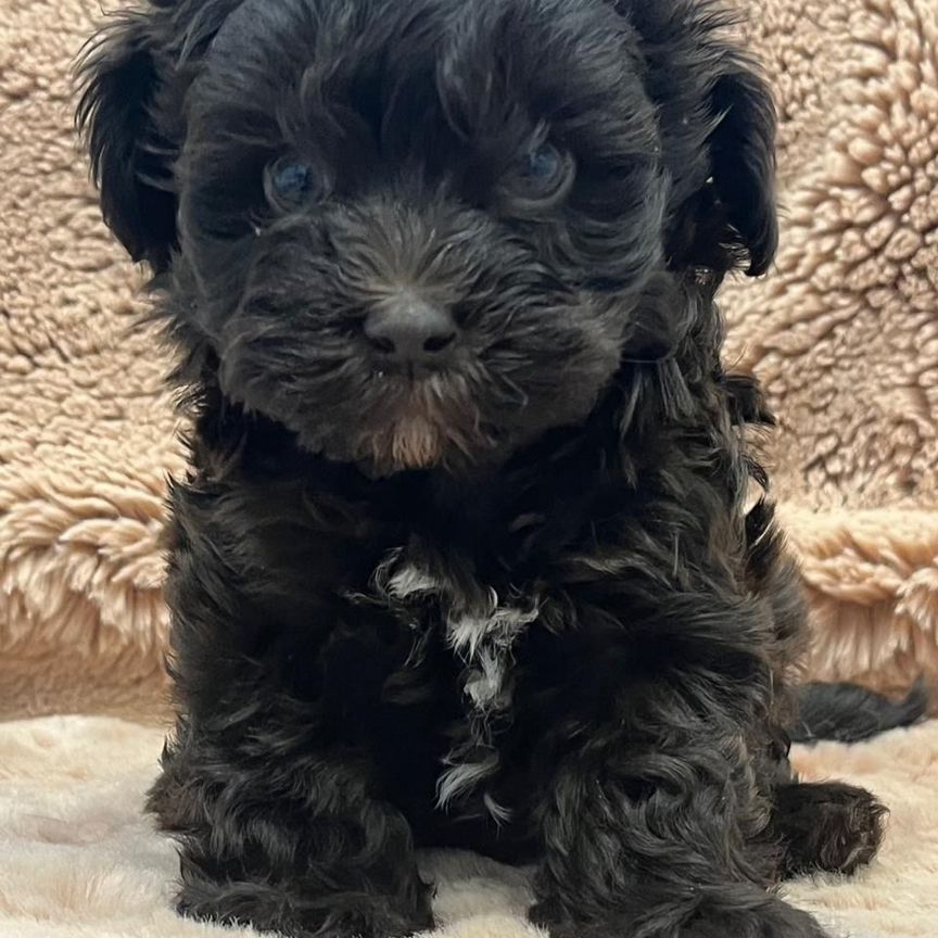 Мальтипу, щенок