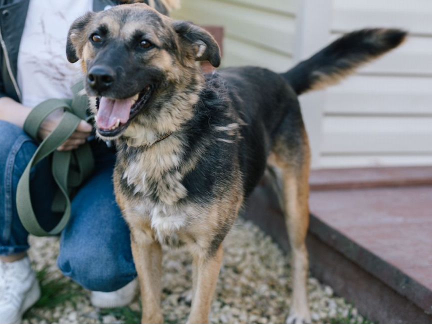 Впустите радость в жизнь # собака Шанель