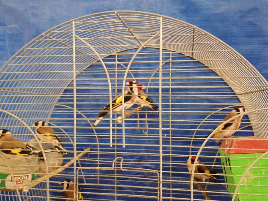 Птица щегол