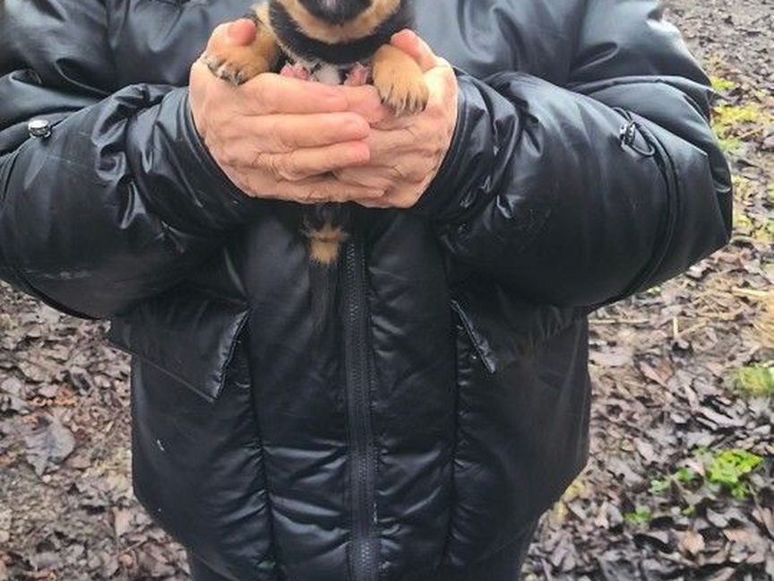 Щенок девочка около 2мес