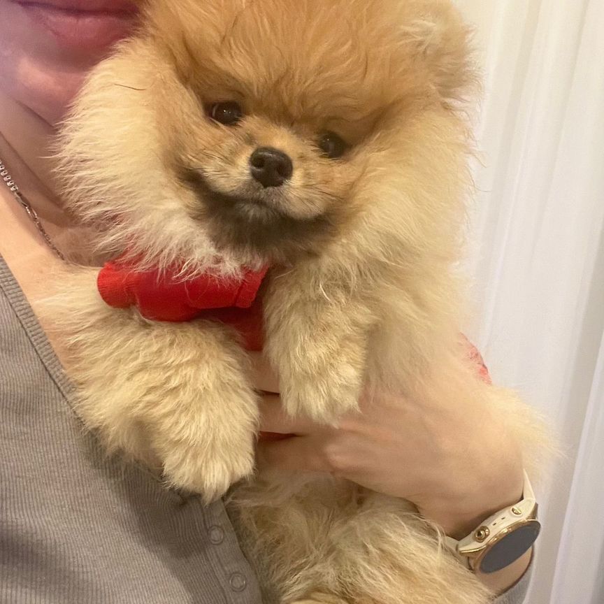 Померанский шпиц девочка Бетти