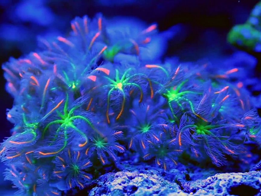 Коралл Папайя