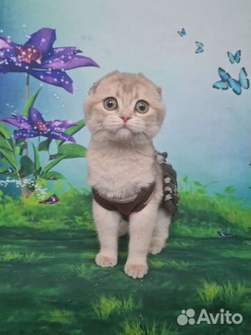 Шотландская скоттиш килт девочка