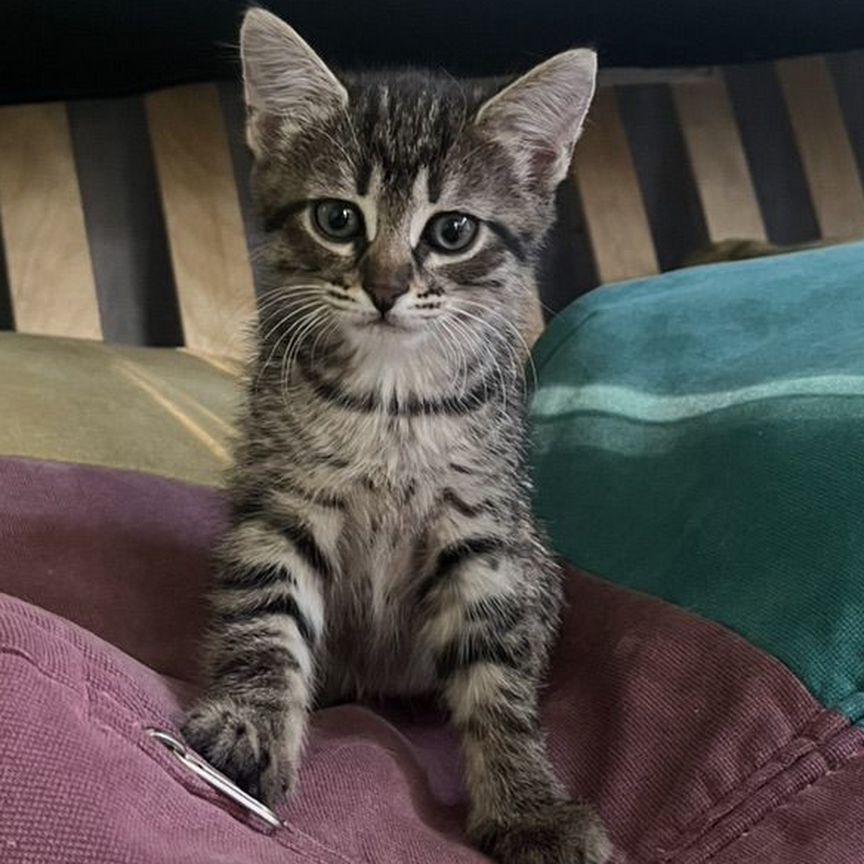 Котёнок в добрые руки