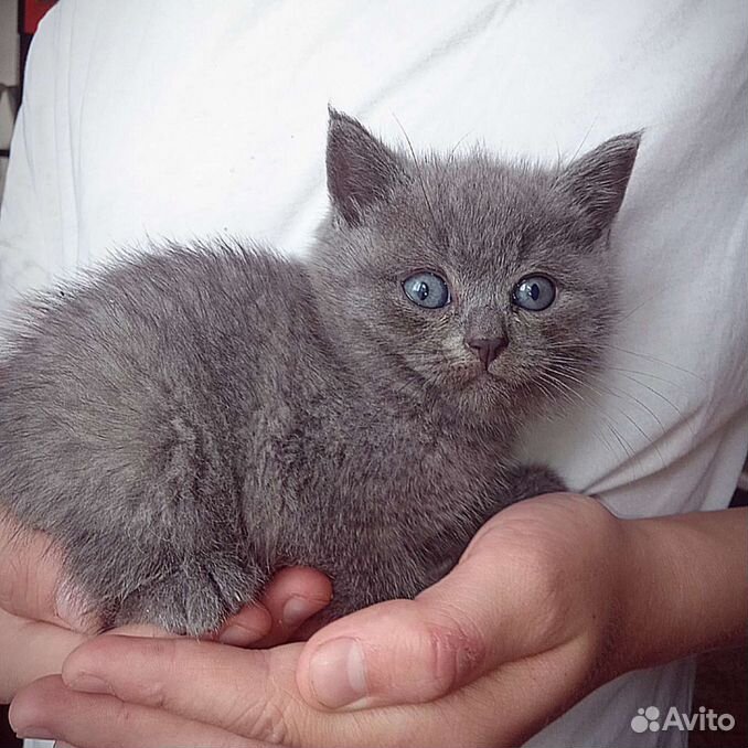 Шатланские котята