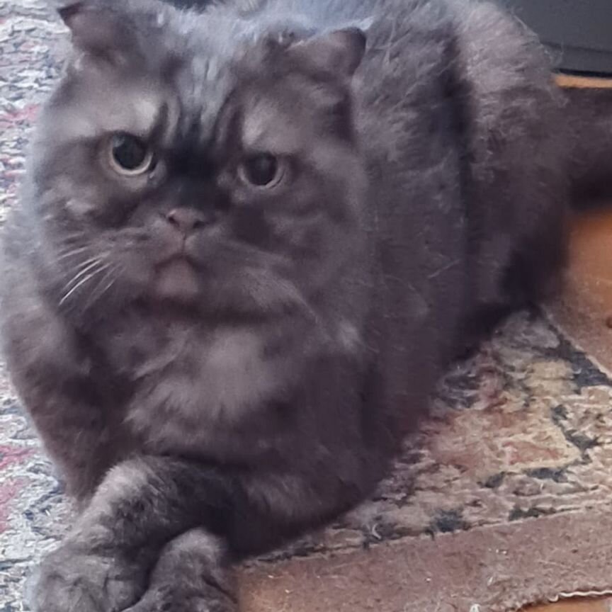 Британская короткошёрстная кошка, взрослая