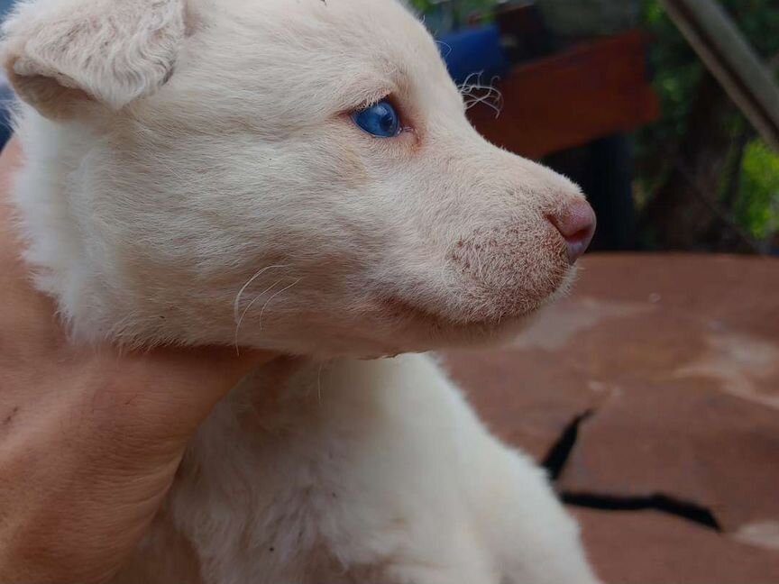 Кутята хаски