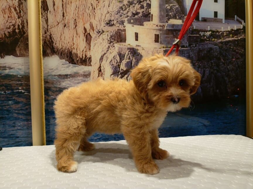 Щенки мальтипу