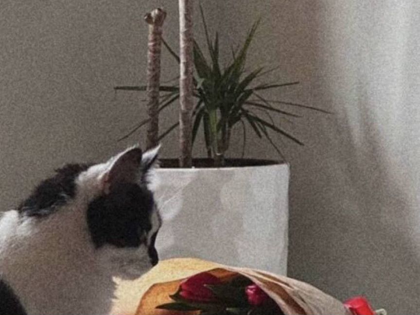 Кошки в добрые руки