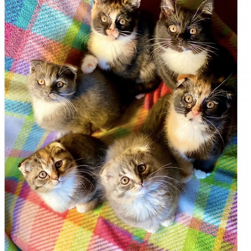 Шотландские котята