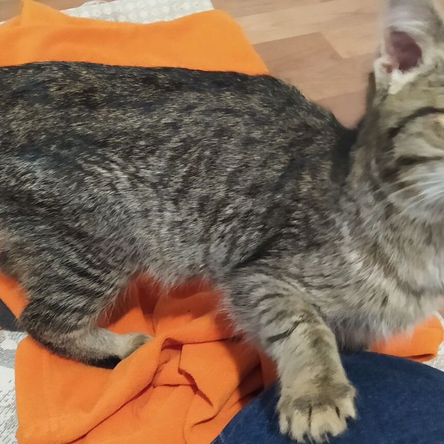 Котёнок в добрые руки