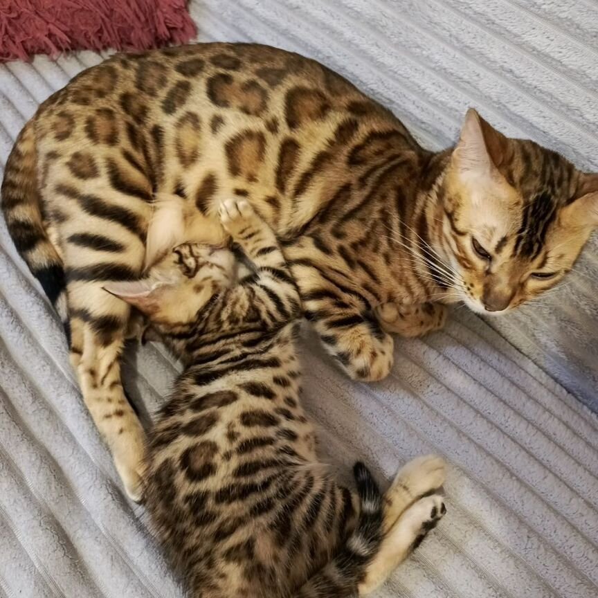 Бенгальская