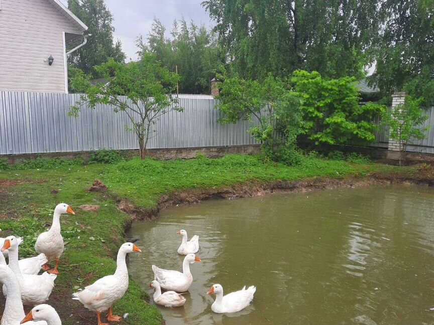 Гуси