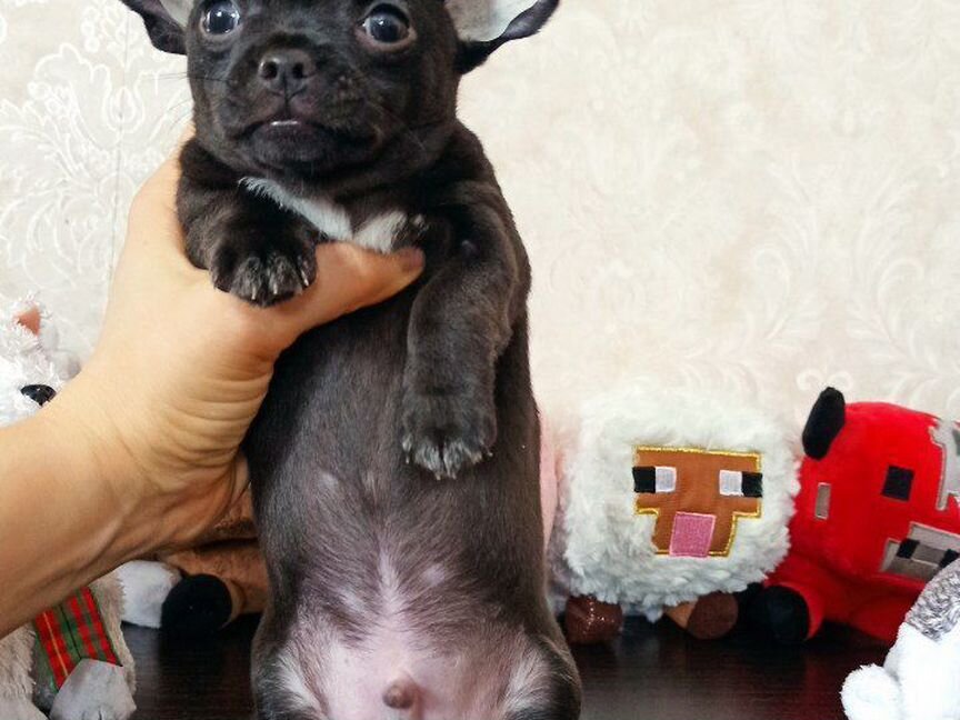 Щенок чихуахуа