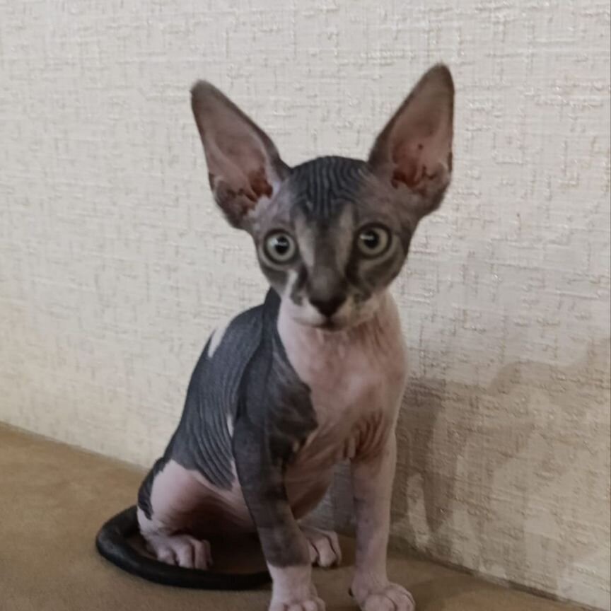Котёнок сфинкса девочка