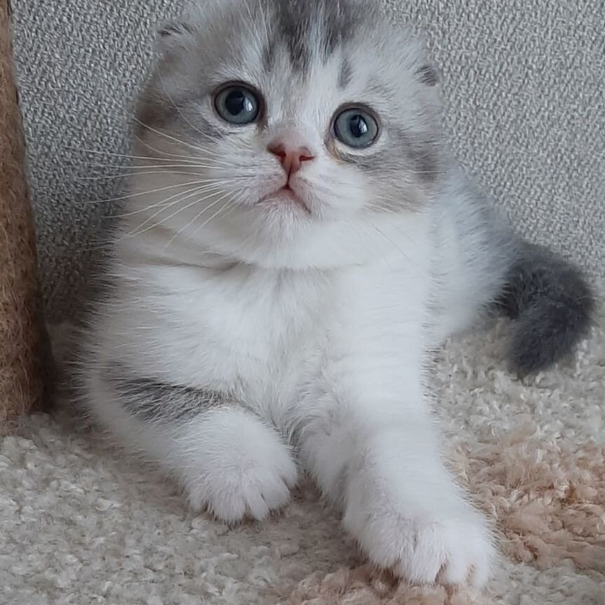 Шотландский мальчишка