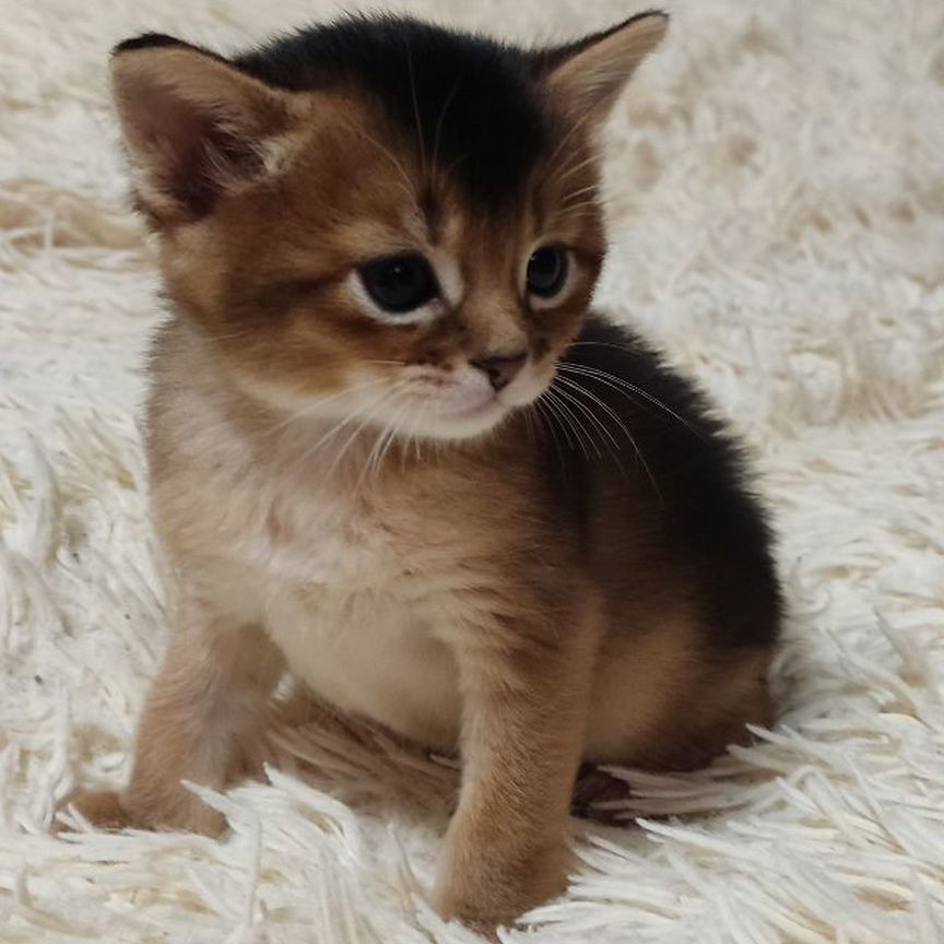 Сомалийские котята