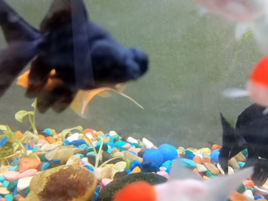 Черный телескоп, Оранда красная шапочка