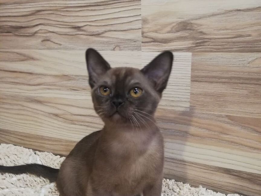 Бурманские котята девочка