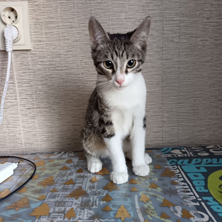 Котёнок в добрые руки