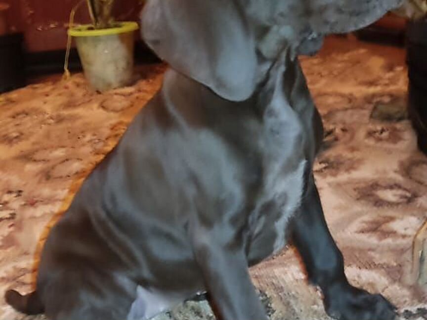 Щенки Курцхаара