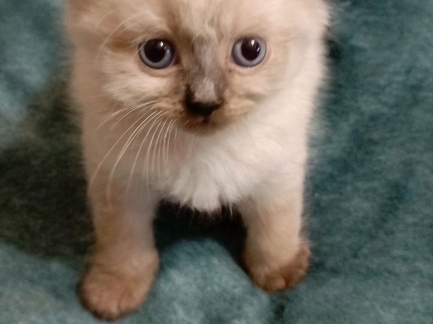 Котята
