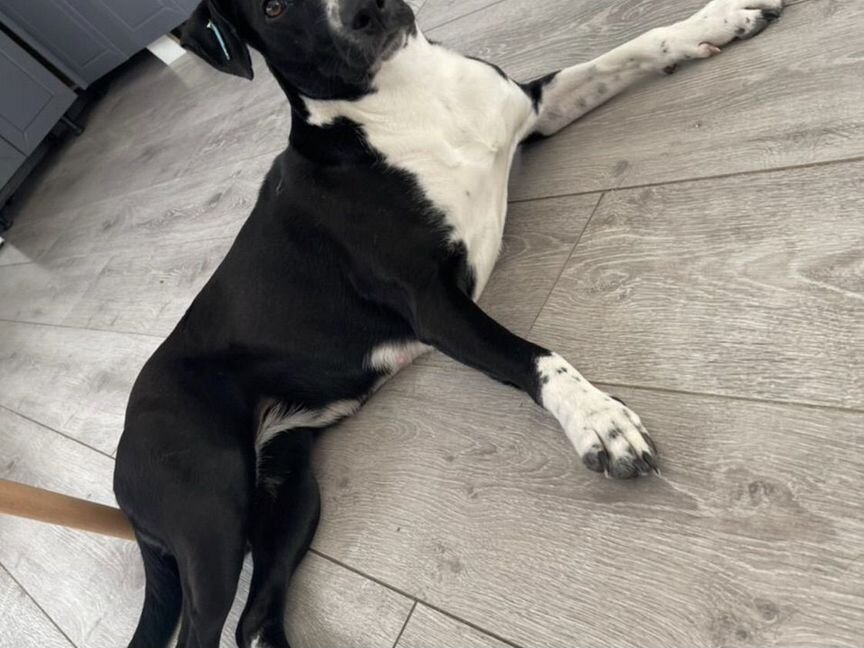 Стаффордширский терьер