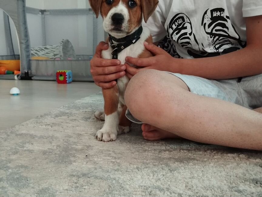 В добрые руки