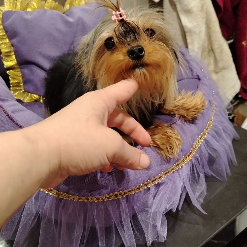 Супер йорочка миниатюра