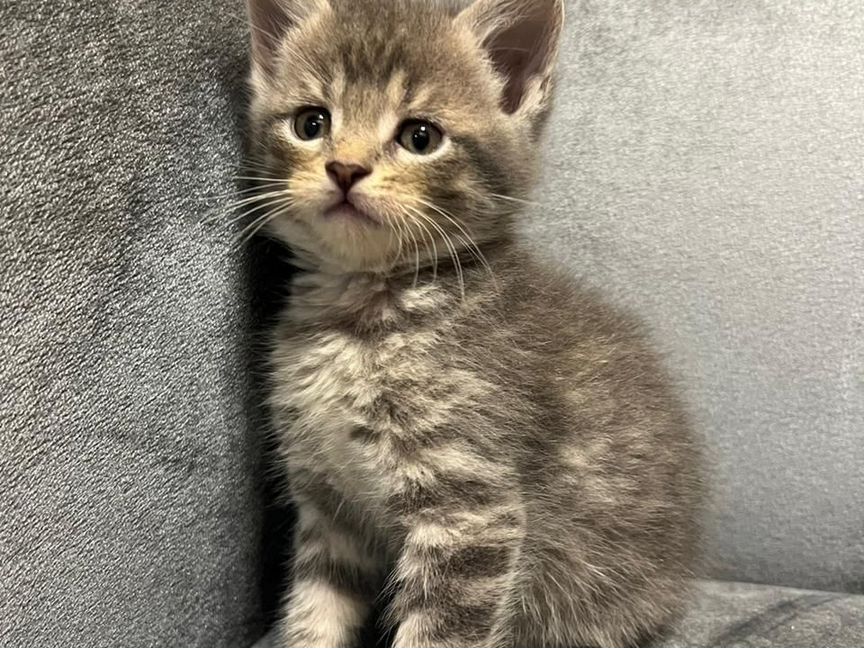 Котята мейн-кун 1/2