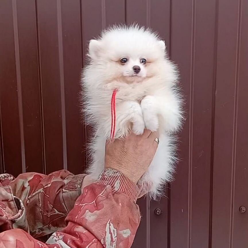 Померанский шпиц мини щенок