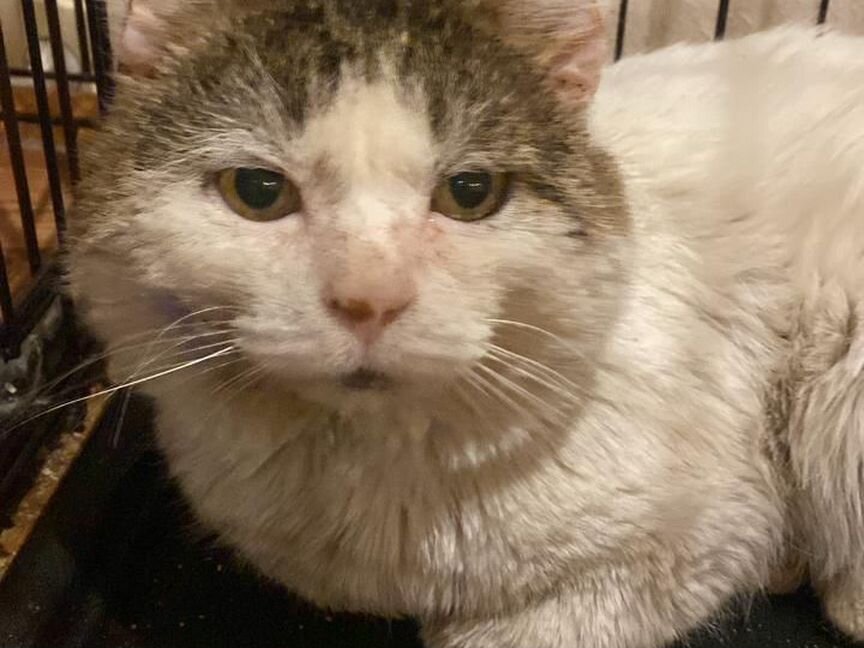 Котик ищет дом